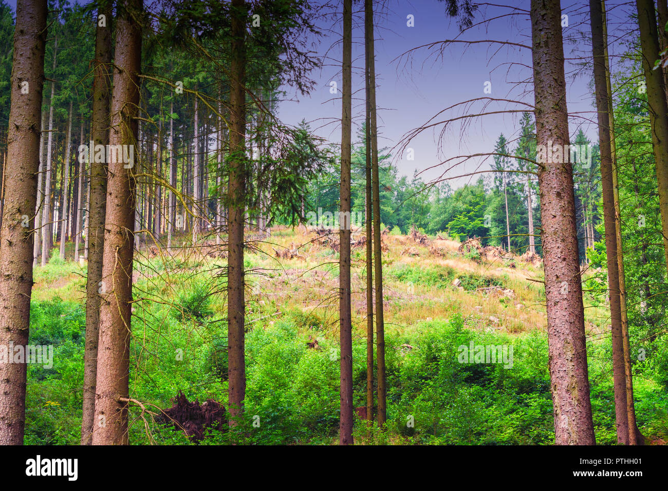 Picturesque viewpoint on a forest clearing in the background felled ...