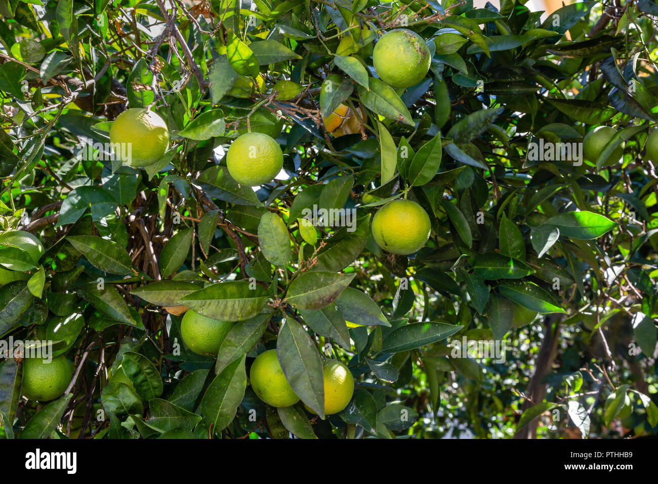 Orange tree in the aisles of the mountain town of Archanes on the ...