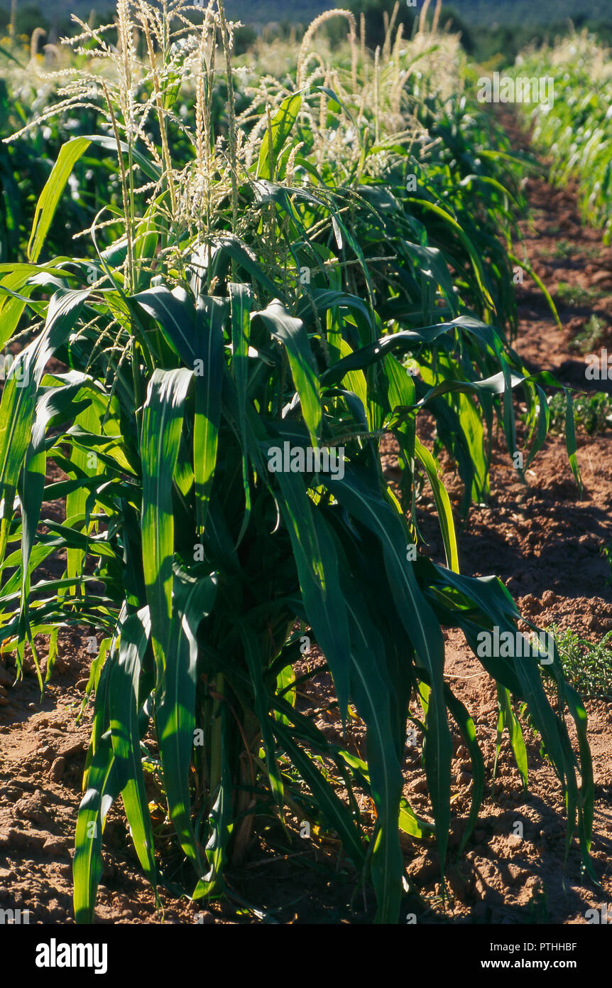 Navajo Crops