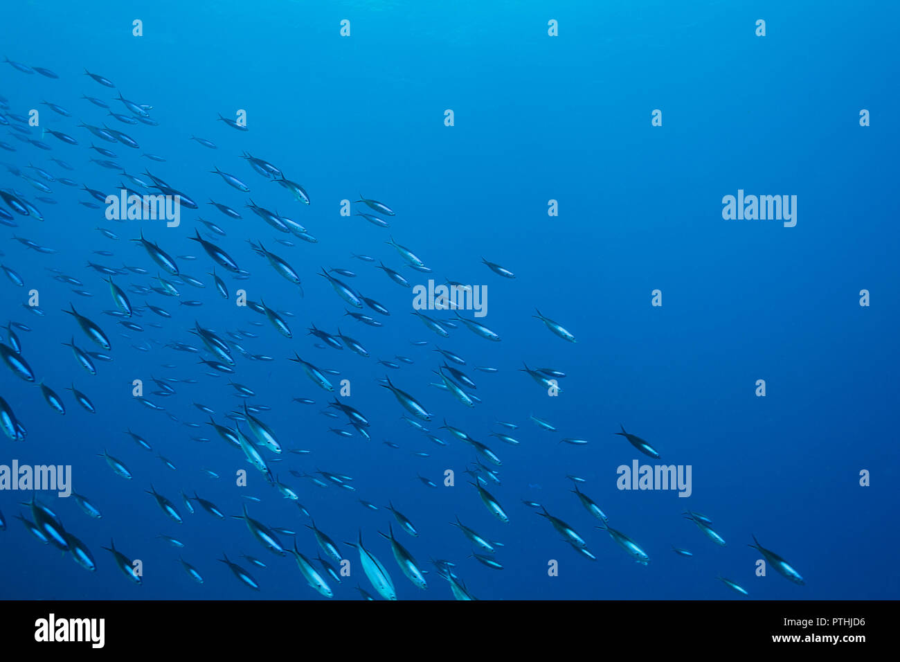 School of fish swimming underwater in blue ocean, Vava'u, Tonga ...