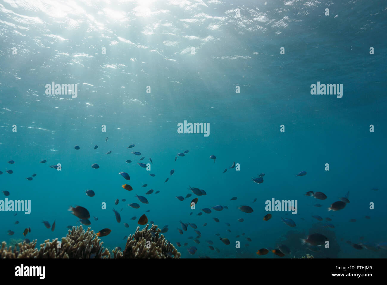 Sun shining over tropic fish swimming underwater, Vava'u, Tonga ...
