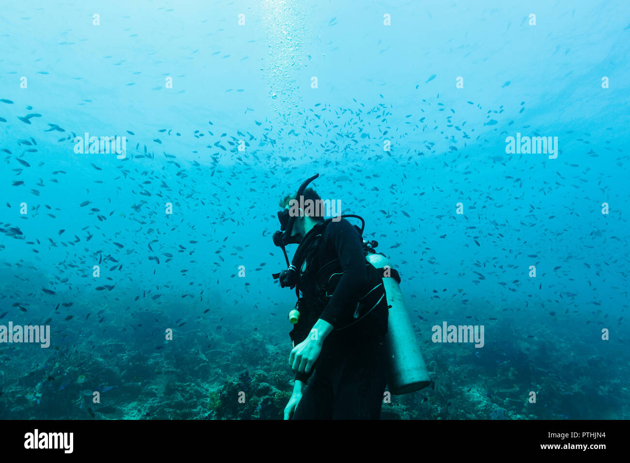 Man scuba diving underwater among school of fish, Vava'u, Tonga ...