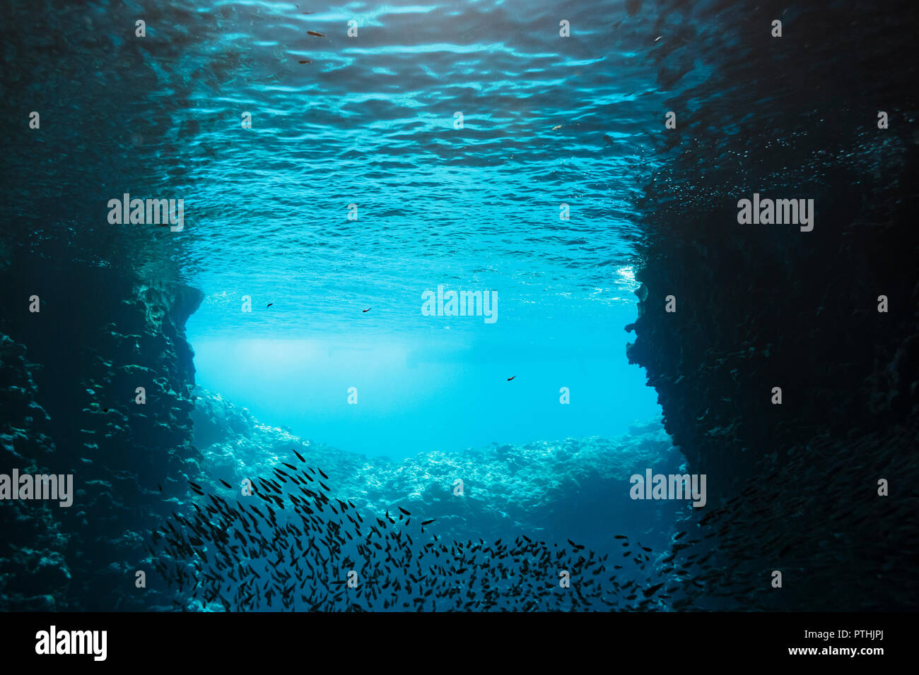 School of fish swimming underwater, Vava'u, Tonga, Pacific Ocean Stock ...