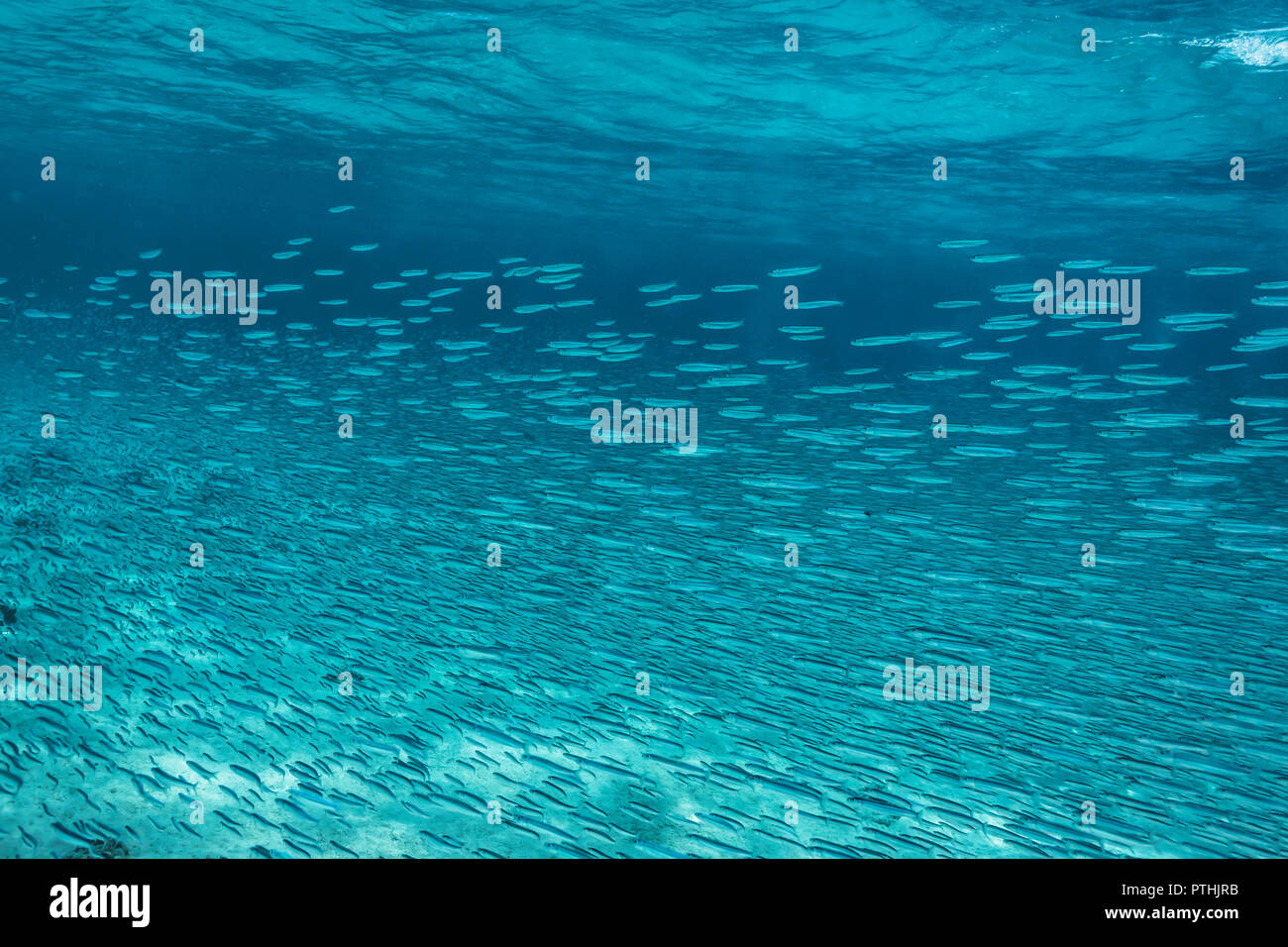 School of fish swimming underwater in blue ocean, Vava'u, Tonga ...