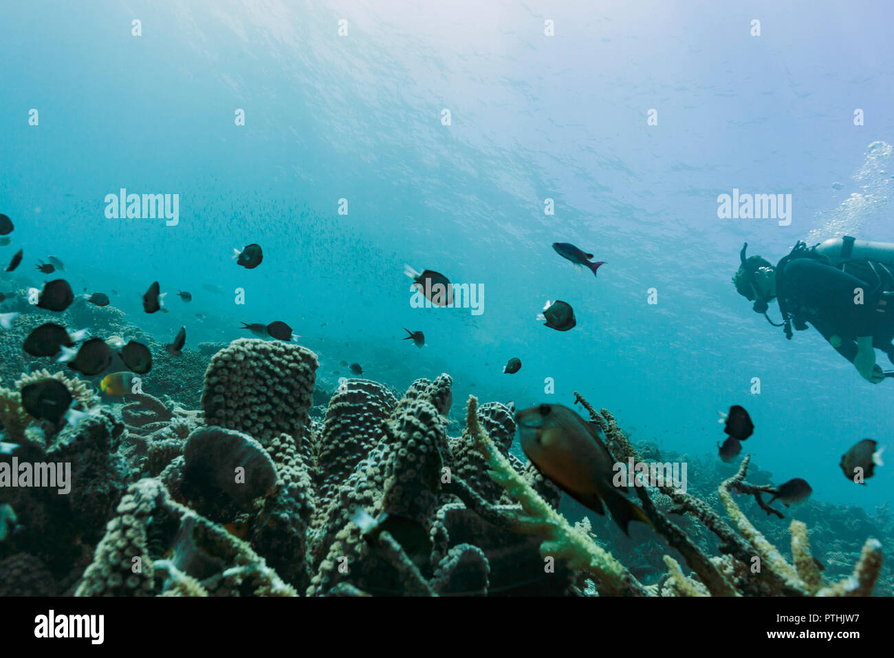 Man scuba diving underwater among tropical fish, Vava'u, Tonga, Pacific ...