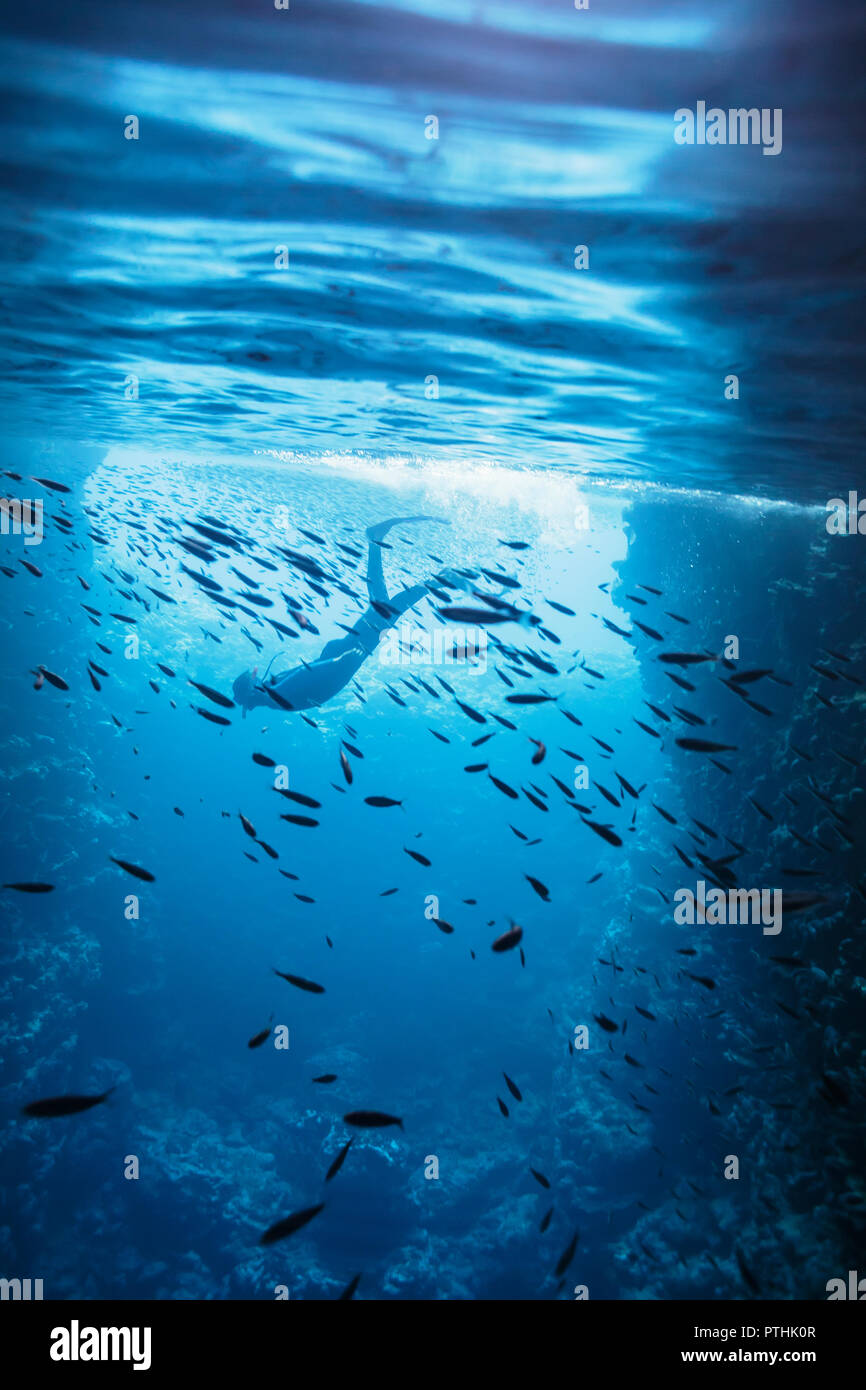 Woman snorkeling underwater among fish, Vava'u, Tonga, Pacific Ocean ...