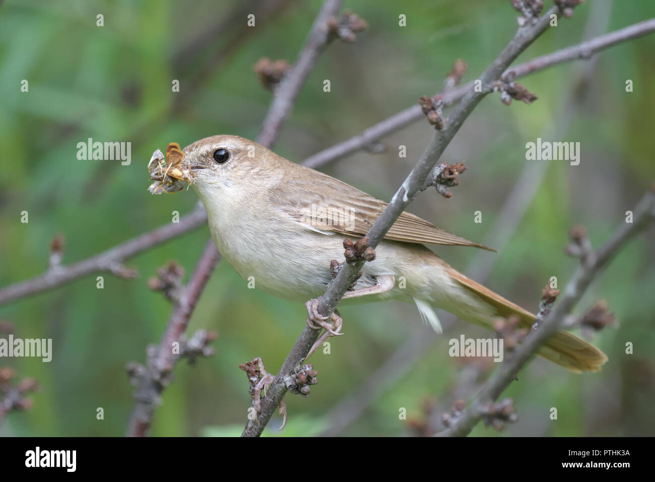 The Common Nightingale near nest with food Stock Photo - Alamy
