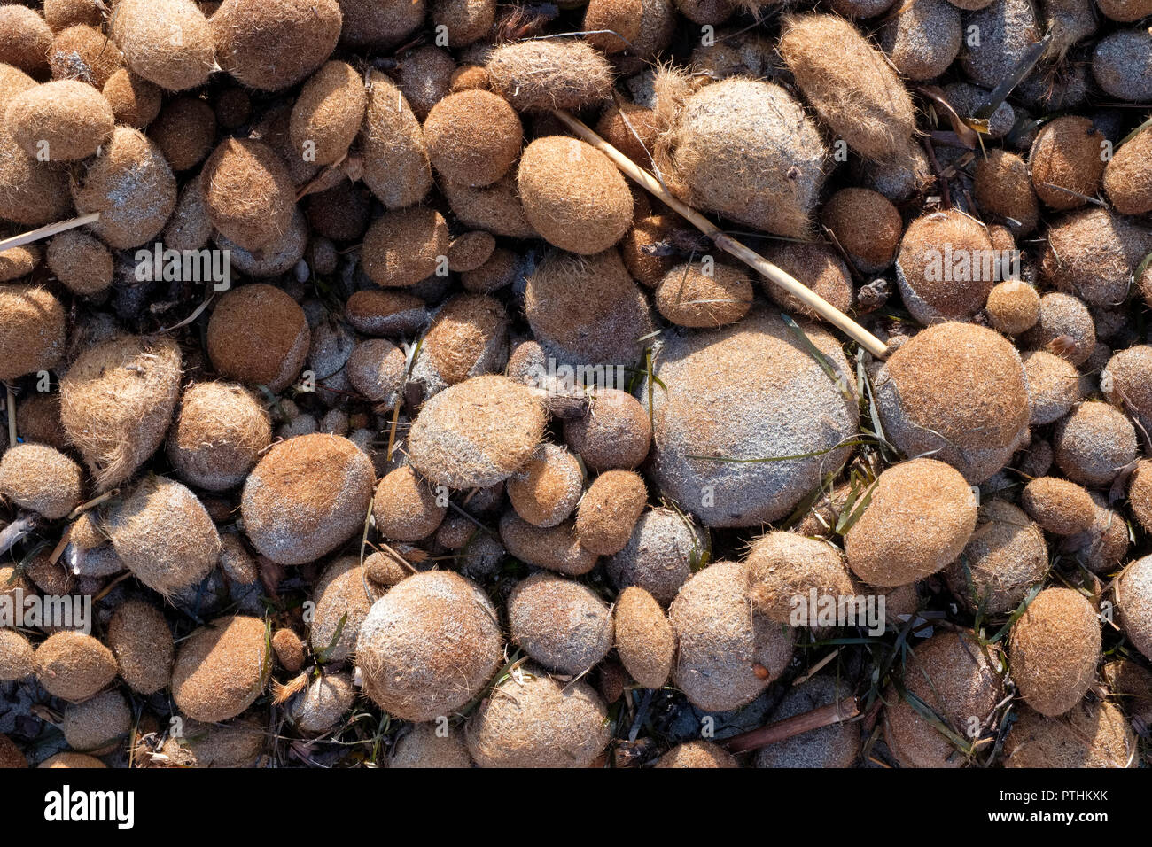 Sea balls on a beach made from Posidonia oceanica, Neptune Grass ...