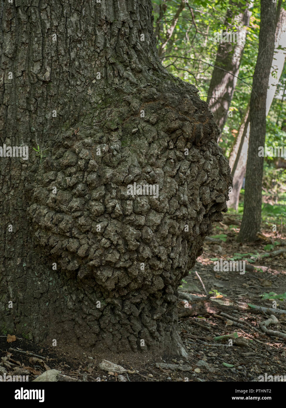 Tree burl hi-res stock photography and images - Alamy