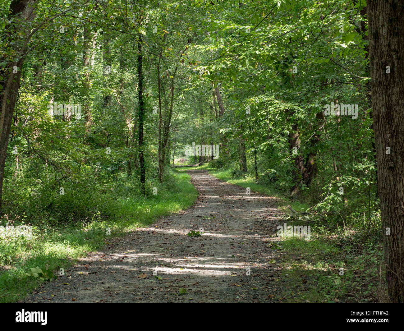 Gravel trail through forest with tree crossing trail Stock Photo - Alamy