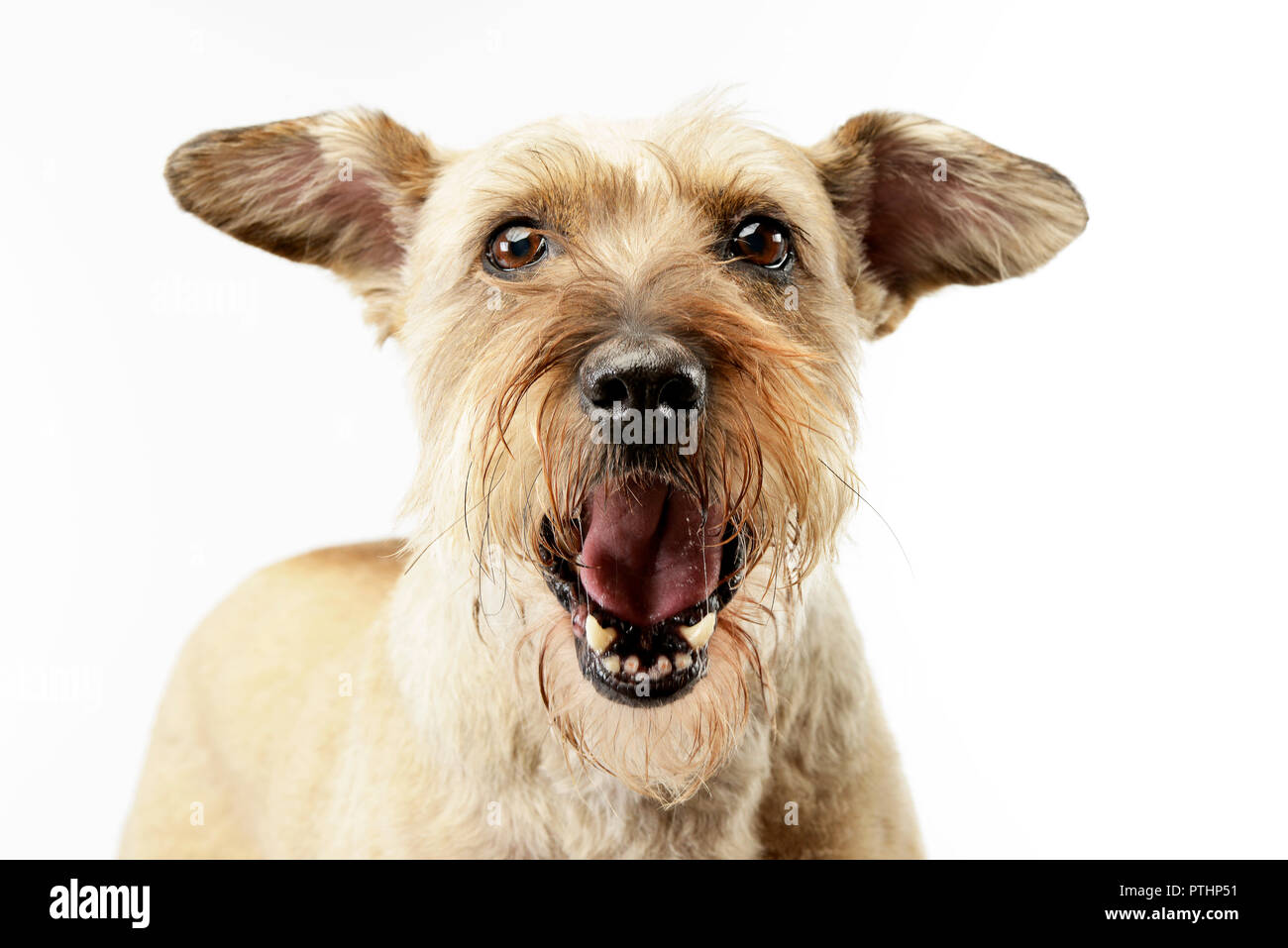 Portrait of an adorable Dachshund - studio shot, isolated on white ...