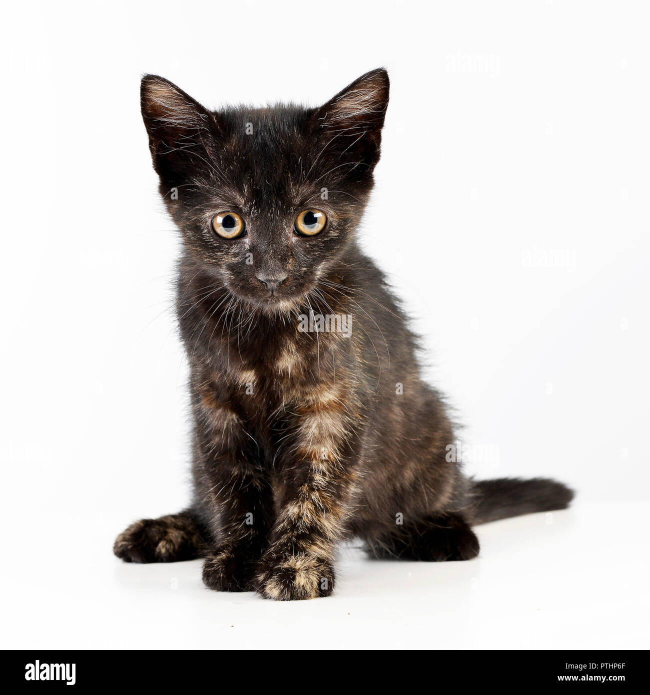 Little kitten sitting on hi-res stock photography and images - Alamy
