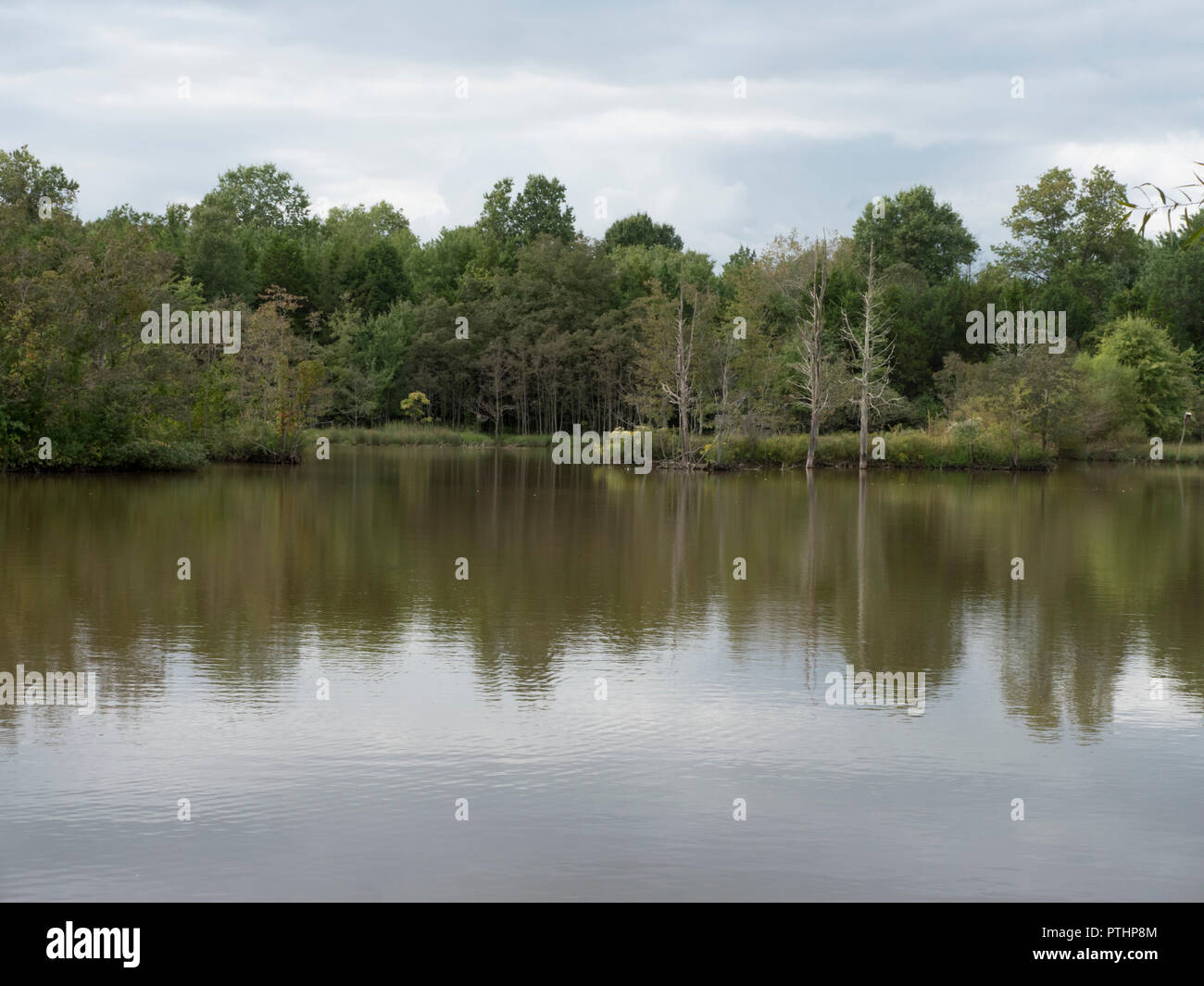 Pond in front of trees with leaves and dead trees Stock Photo - Alamy