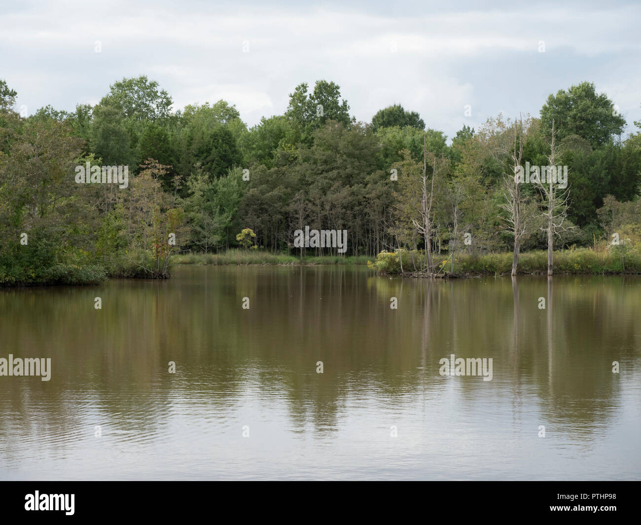 Pond in front of trees with leaves and dead trees Stock Photo - Alamy