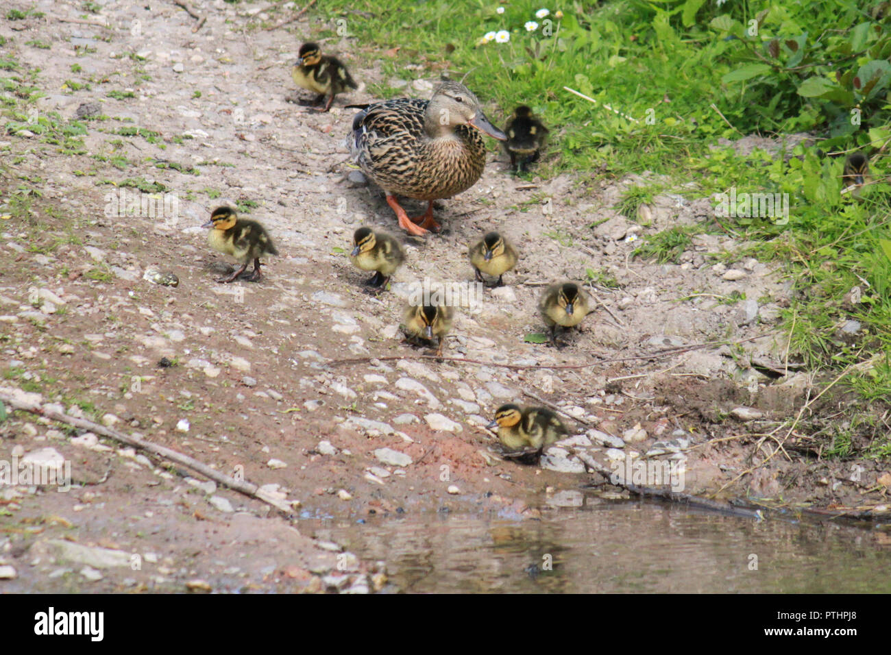 Ducklings walking hi-res stock photography and images - Alamy