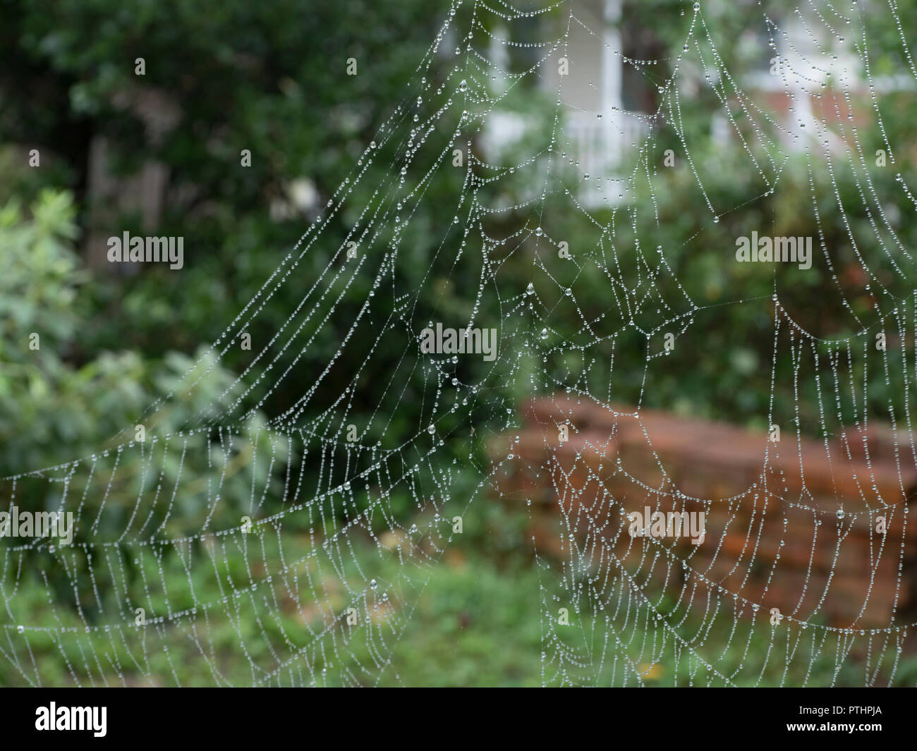 Spider web with dew drops hanging from tree Stock Photo - Alamy