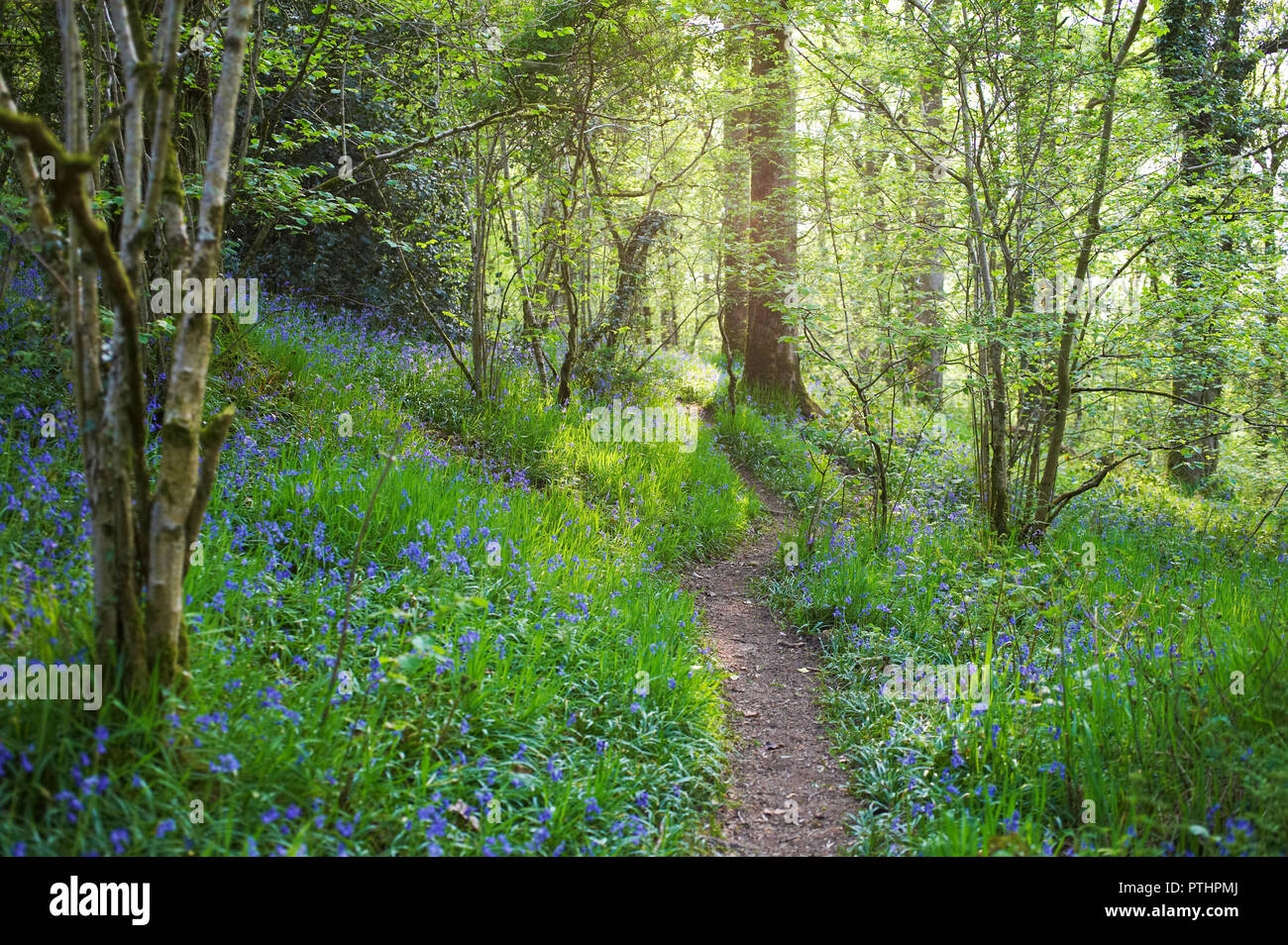 Hiking path through woods hi-res stock photography and images - Alamy