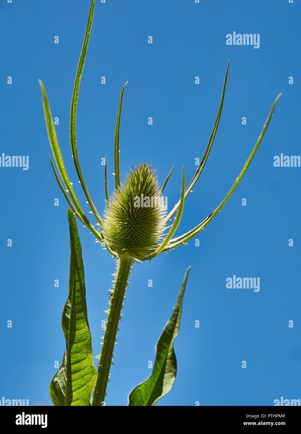 Teasel seeds hi-res stock photography and images - Alamy