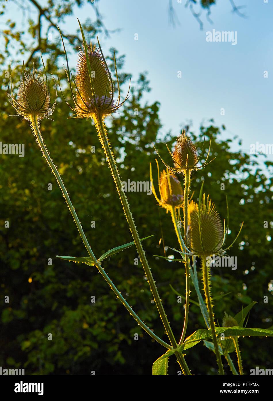 Water teasel hi-res stock photography and images - Alamy