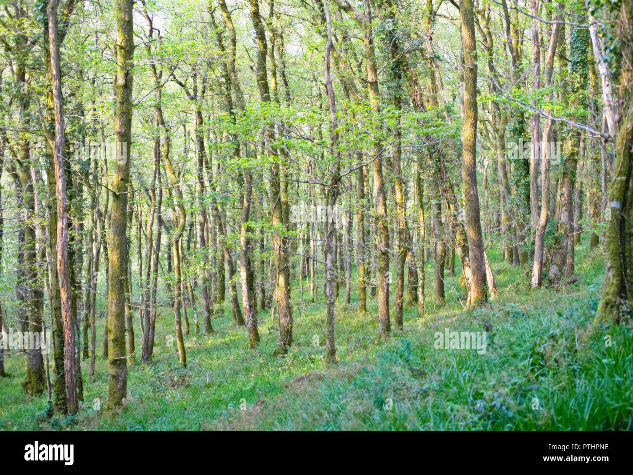Young trees in woodland Stock Photo - Alamy