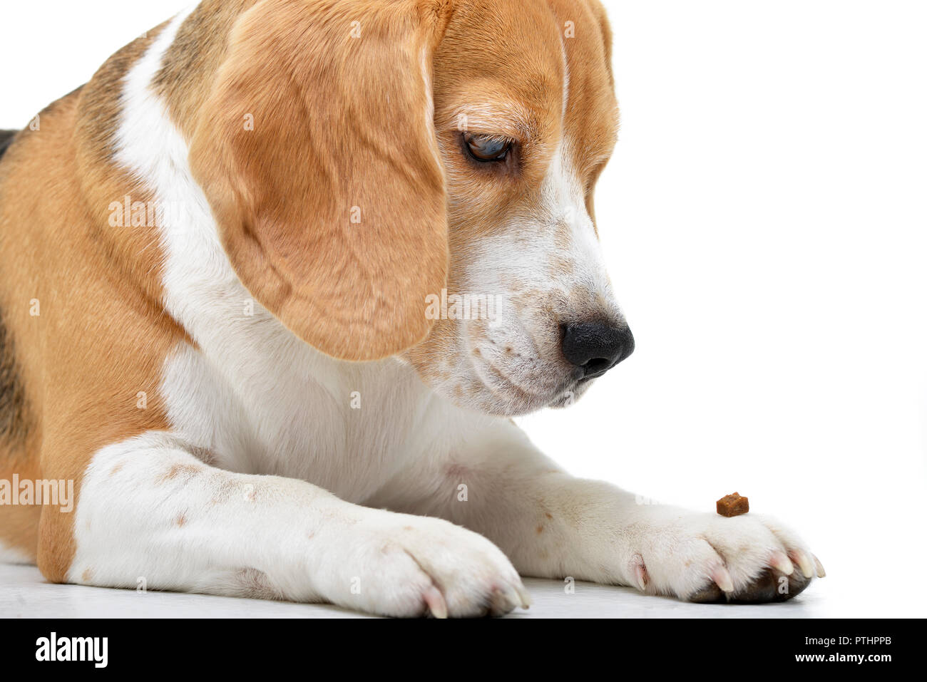 Studio shot of an adorable Beagle lying on white background Stock Photo ...