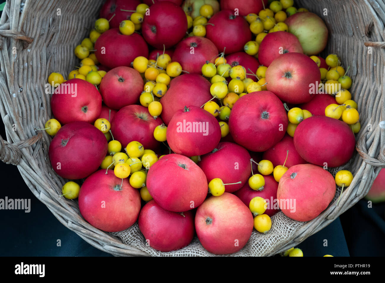 Malus domestica. Apple ‘Tom putt’ display. England Stock Photo - Alamy