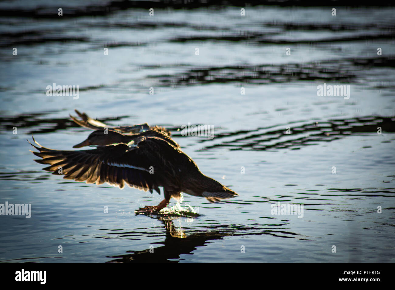 Duck diving into the water Stock Photo - Alamy
