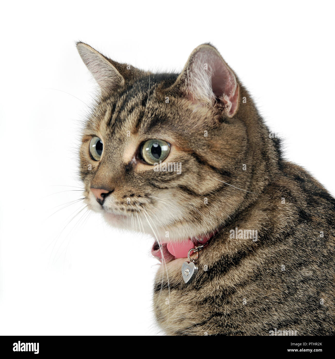Portrait of an adorable tabby cat - studio shot, isolated on white ...