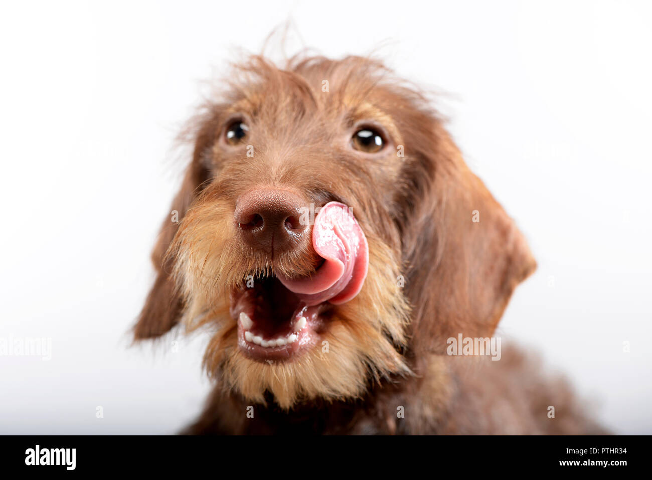 Portrait of an adorable Dachshund - studio shot, isolated on white ...