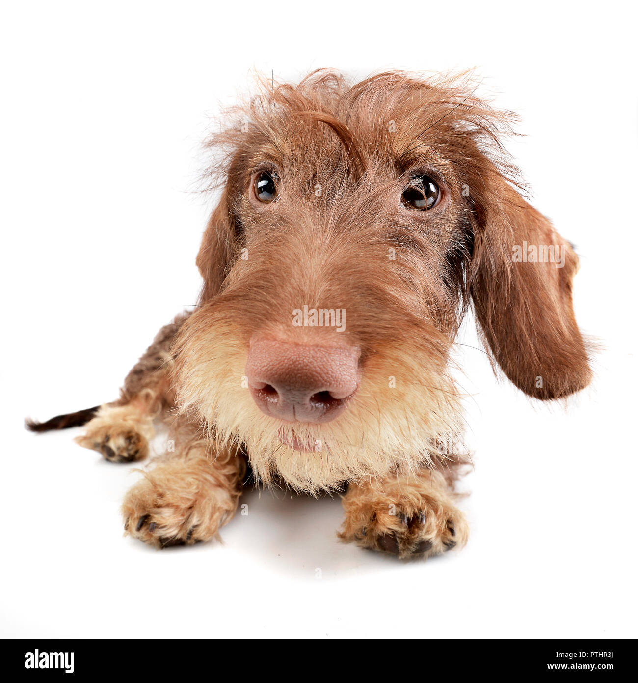Wide angle portrait of an adorable Dachshund - studio shot, isolated on ...
