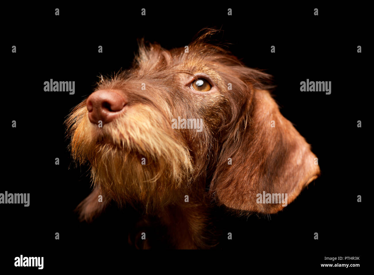 Portrait of an adorable Dachshund - studio shot, isolated on black ...