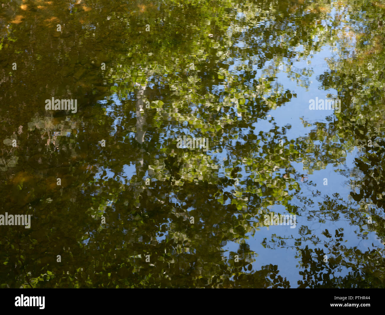 Reflection of tree leaves in water with ripples Stock Photo - Alamy