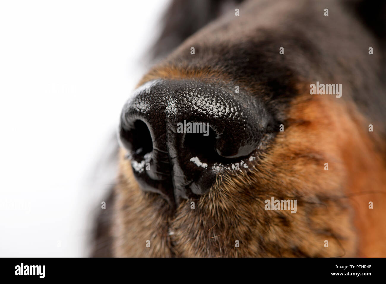 Close shot of an English Cocker Spaniel's nose - studio shot, isolated ...