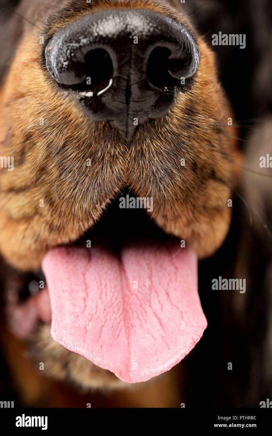 Close shot of an English Cocker Spaniel's mouth & nose - studio shot ...