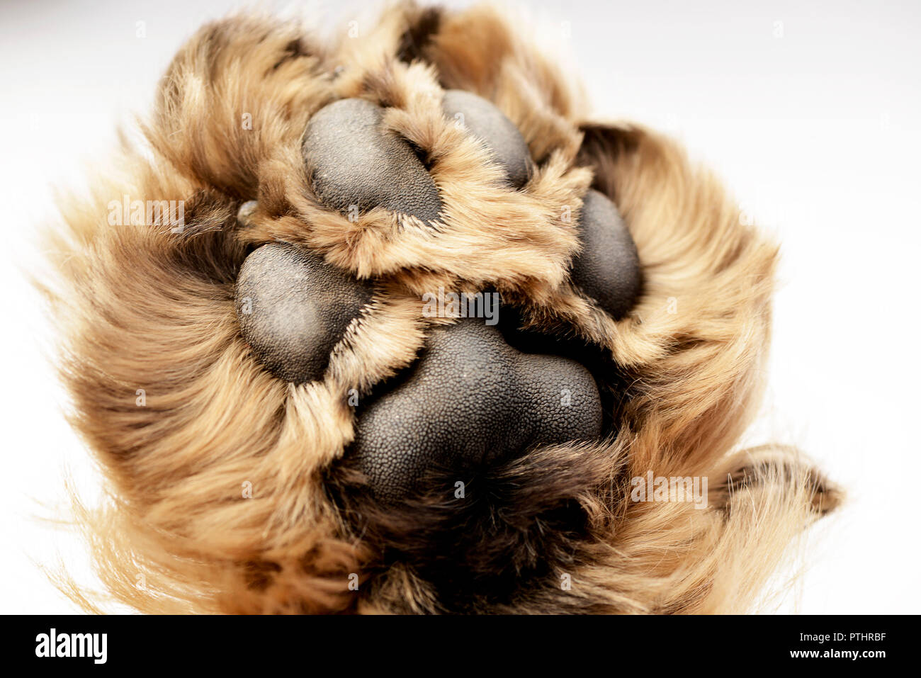 Close shot of an English Cocker Spaniel's paw - studio shot, isolated ...