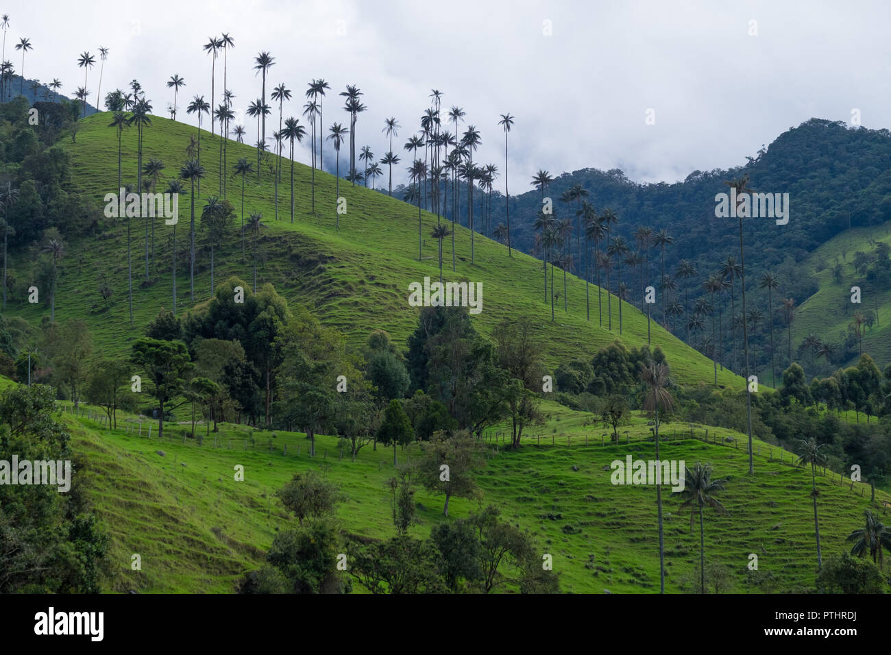 WAX PALM TREE IN COCORA VALLEY - COLOMBIA Stock Photo - Alamy