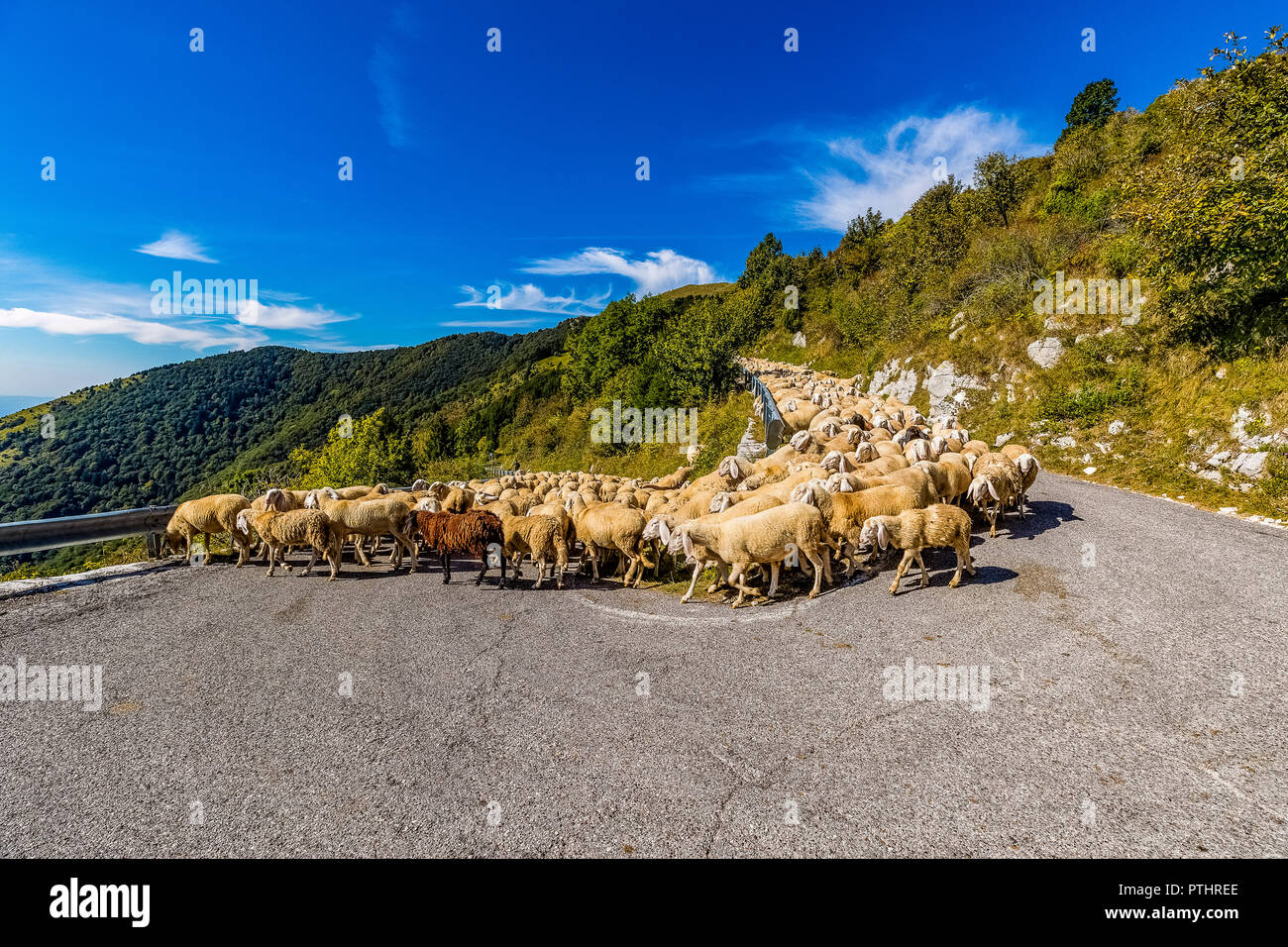 Transhumance italy sheep hi-res stock photography and images - Alamy