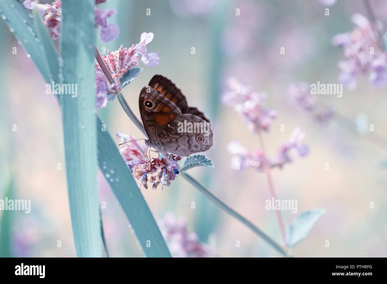 Butterfly on small sunflower hi-res stock photography and images - Alamy