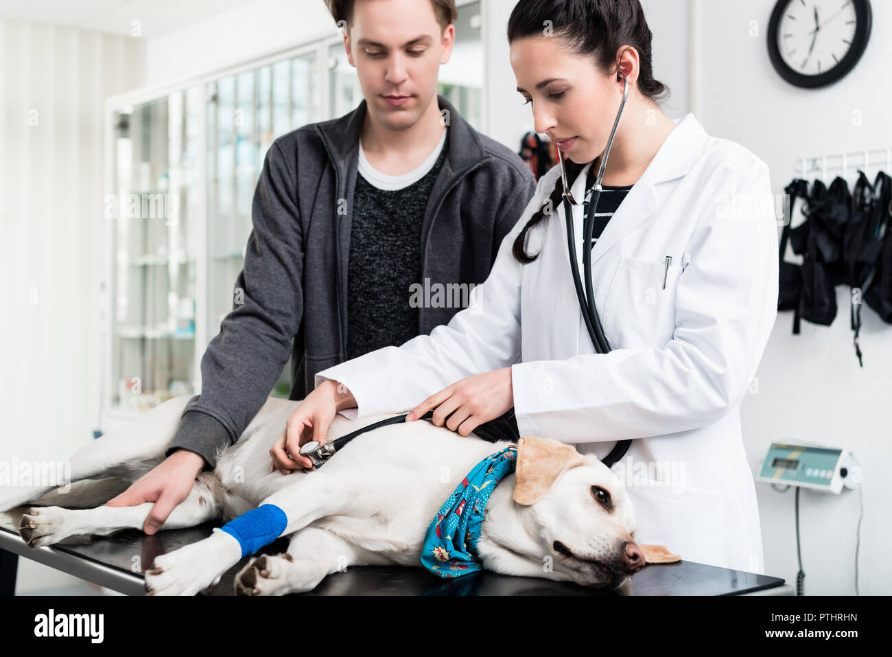 Veterinarian examining dog with stethoscope in clinic Stock Photo - Alamy