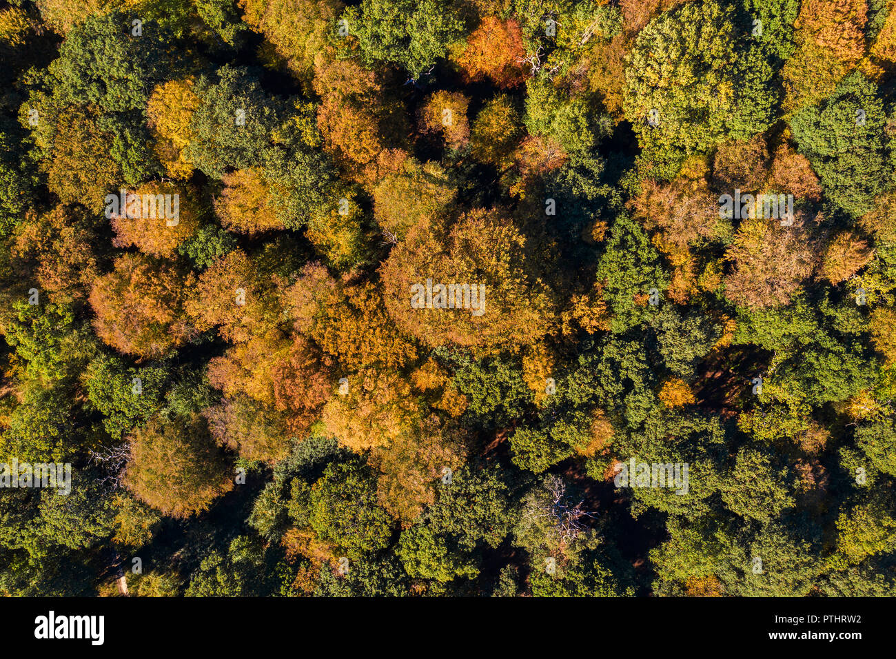Autumn forest trees aerial drone photography Stock Photo - Alamy
