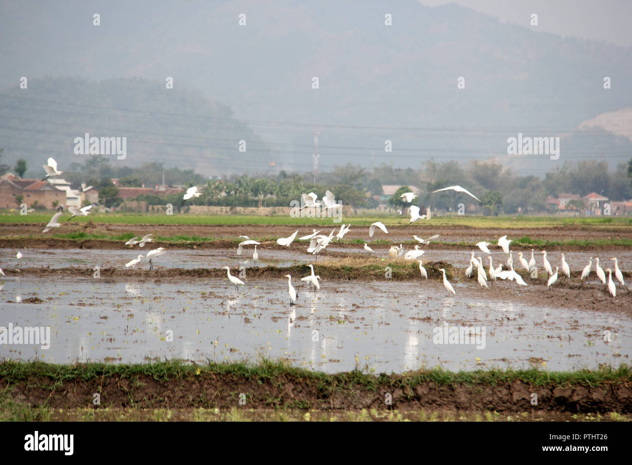The herons fly in the rice fields. Bandung, Indonesia, Southeast Asia ...