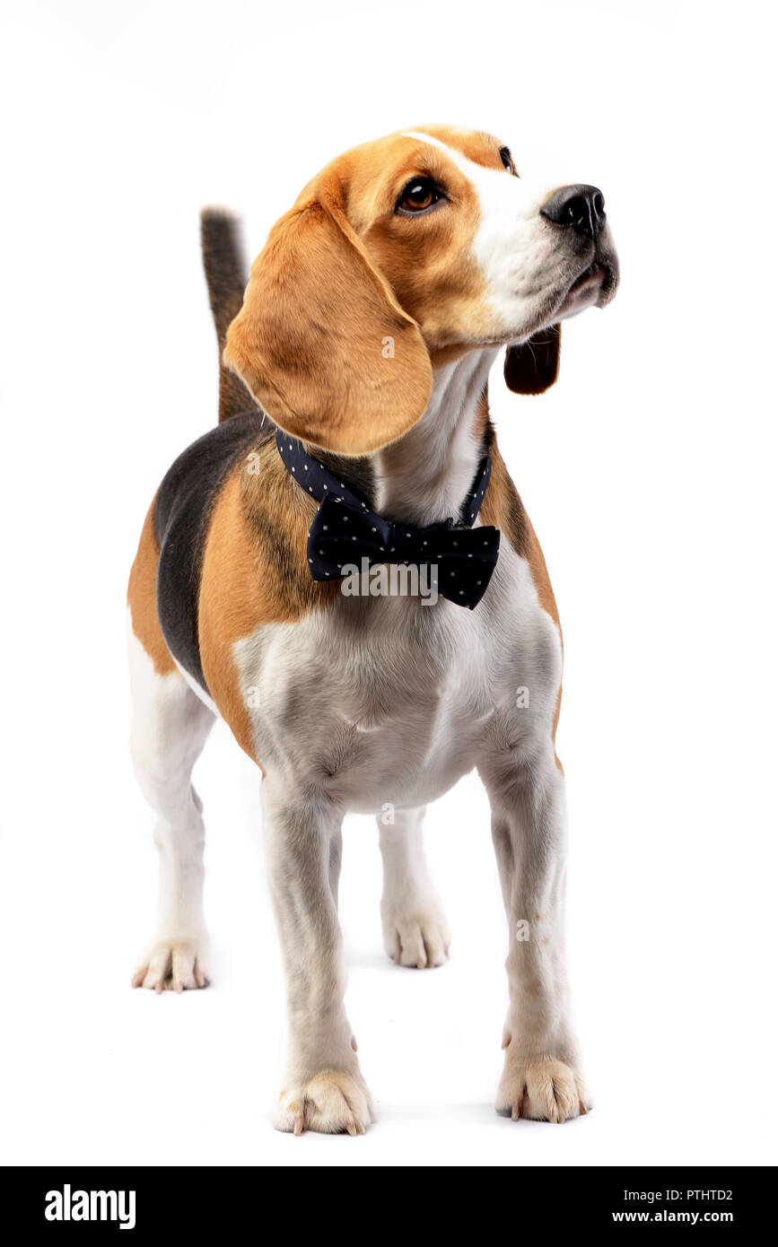 Studio shot of an adorable Beagle standing on white background Stock ...