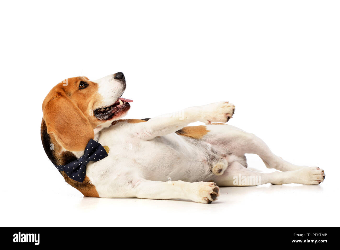 Studio shot of an adorable Beagle lying on white background Stock Photo ...