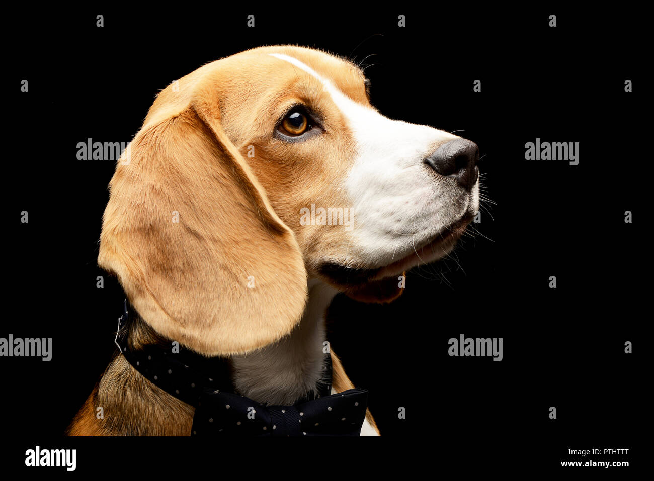Portrait of an adorable Beagle - studio shot, isolated on white Stock ...