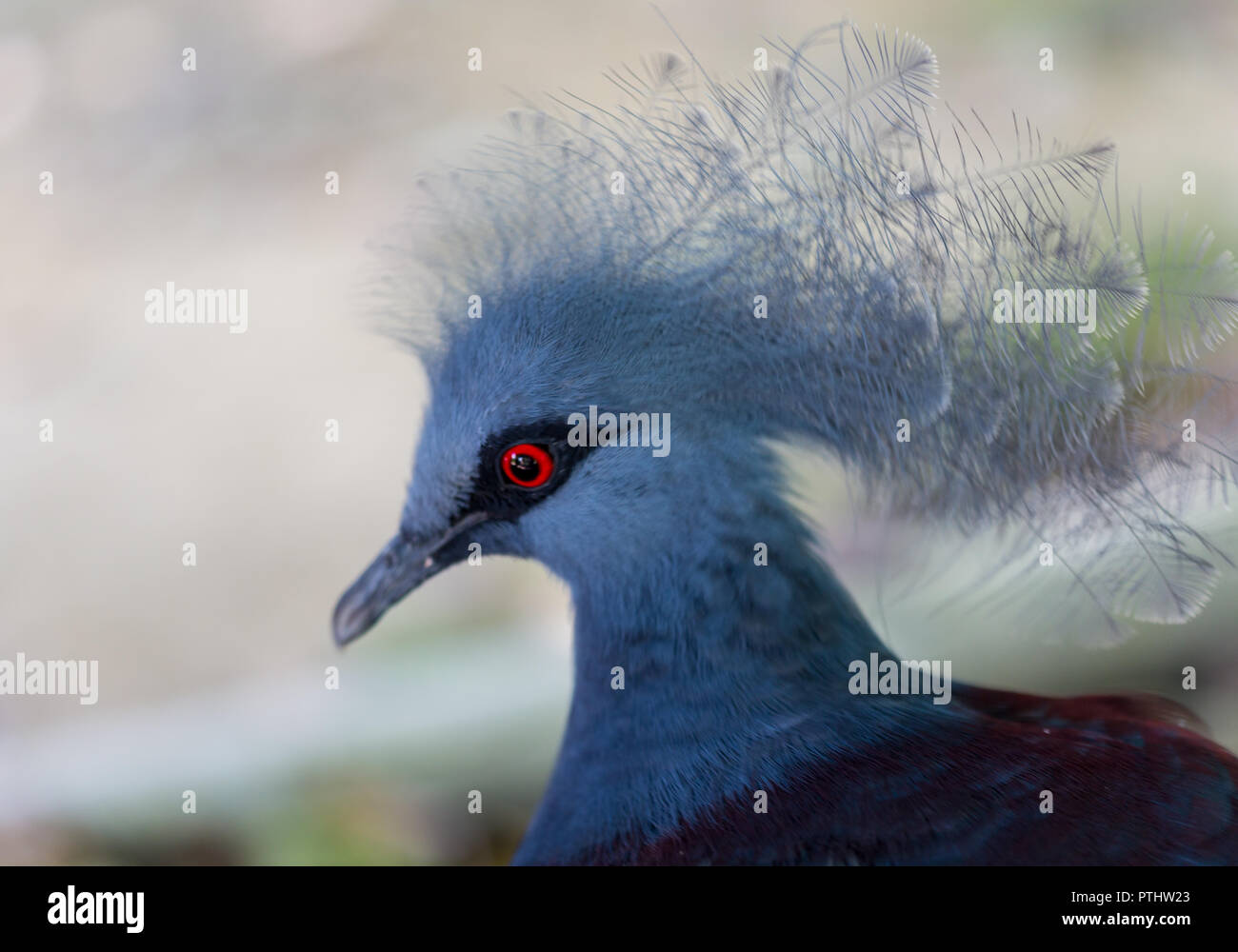 Close up side profile portrait of blue Victoria crowned pigeon Goura ...