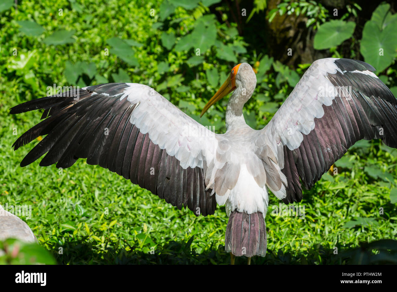 Yellow billed stork in Kuala Lumpur Zoo Stock Photo - Alamy