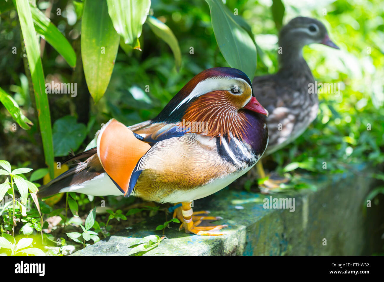 Mandarin Duck. Mandarin Duck is one of the most beautiful birds of our ...