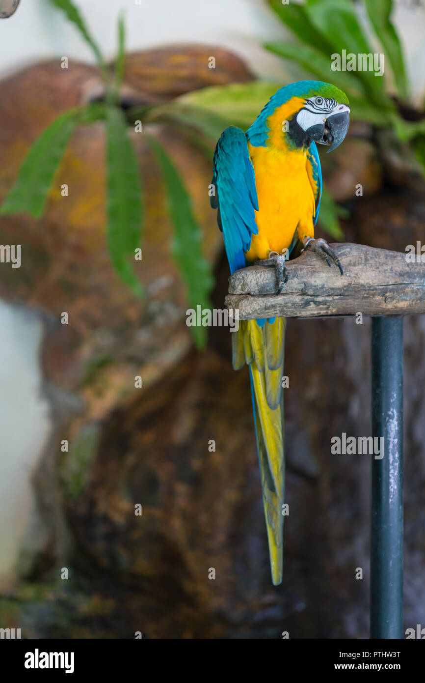 Parrot color hi-res stock photography and images - Alamy