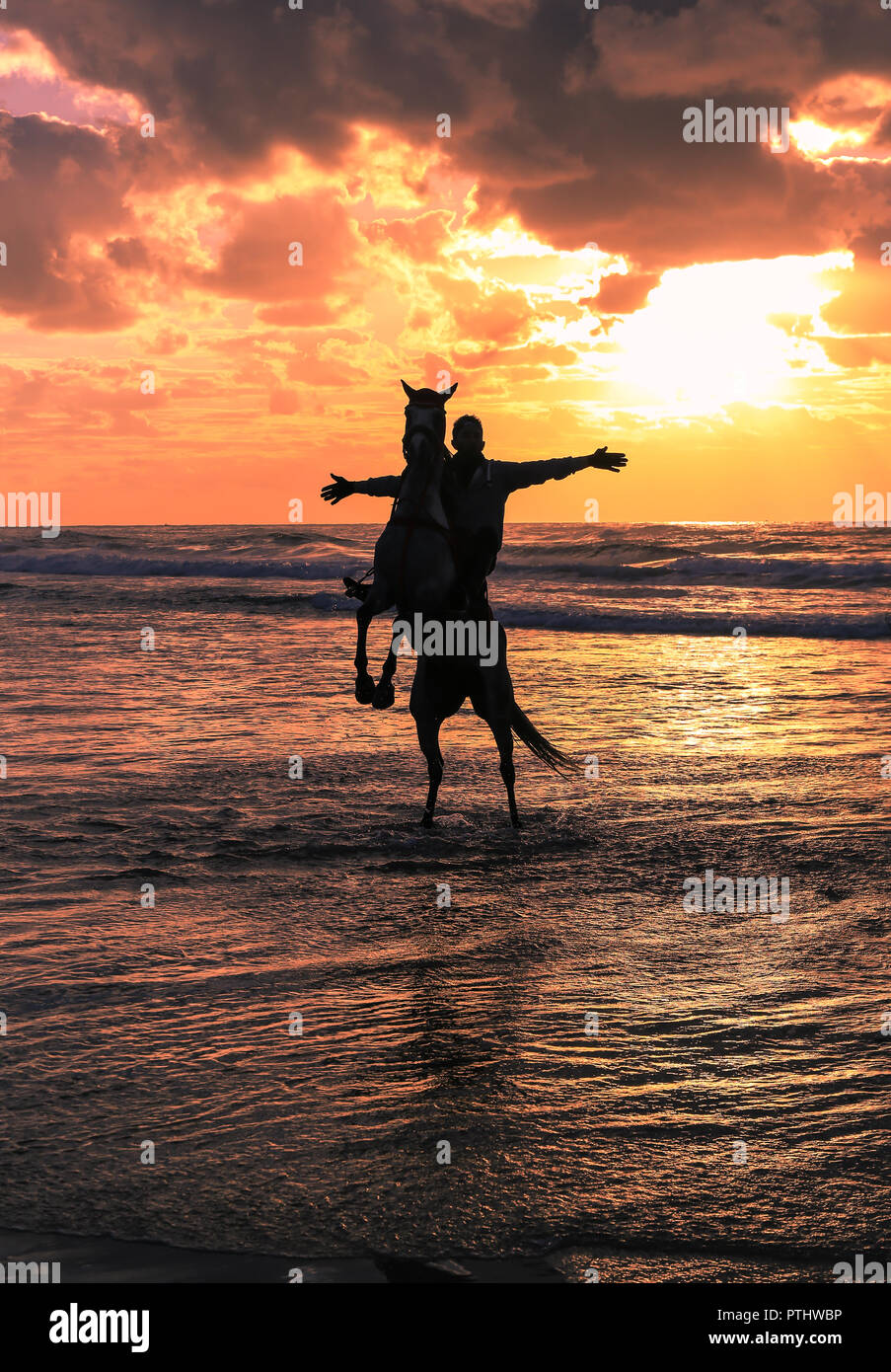 A portrait with rearing horse on a gorgeous sunset evening beach Stock ...
