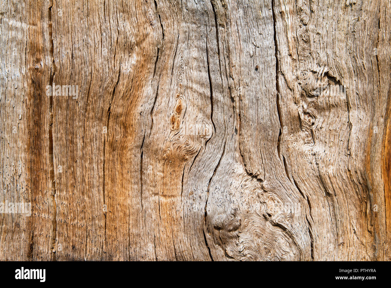 Oak wood in longitudinal section, beautiful texture filled with cracks ...